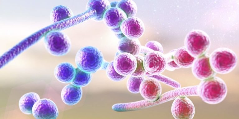 Candida albicans, risque pour la conception ou la grossesse ...